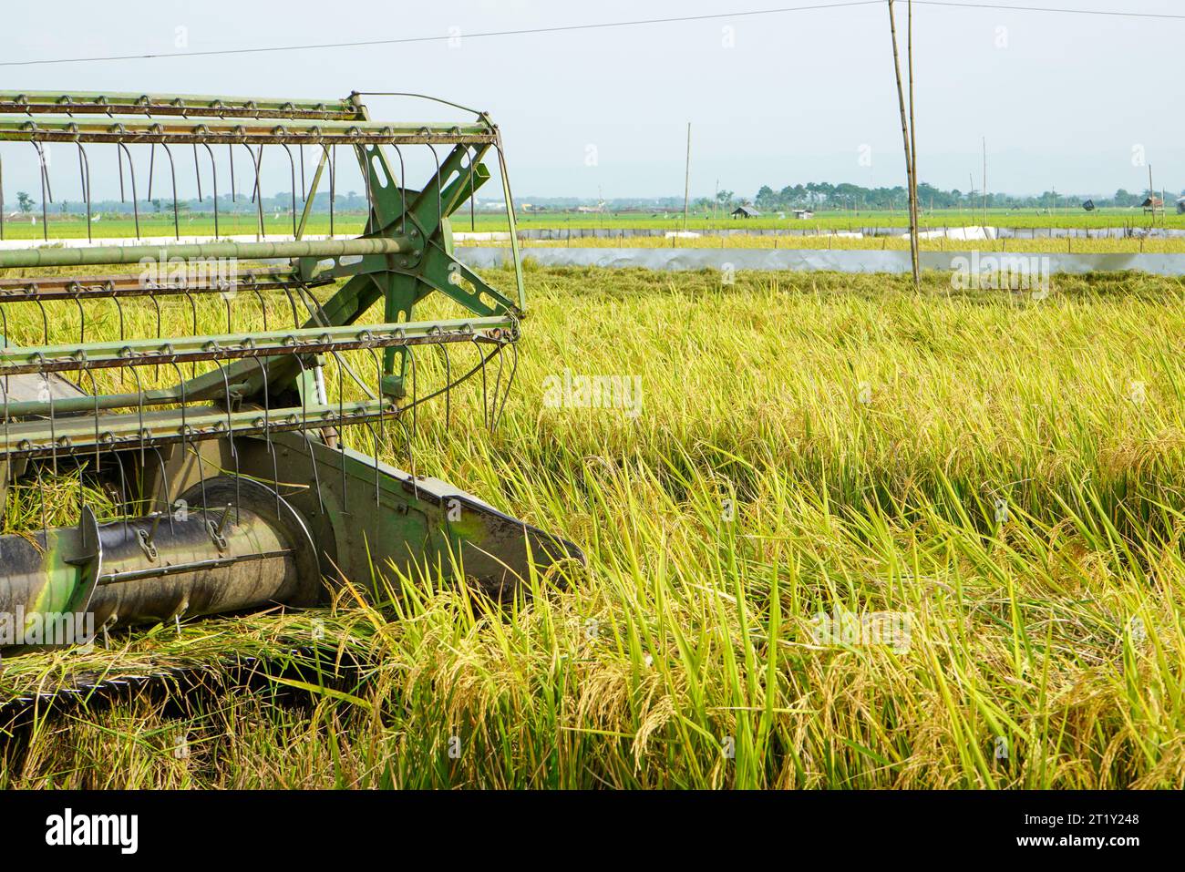 Automatic rice harvester machine is being used to harvest the fields ...