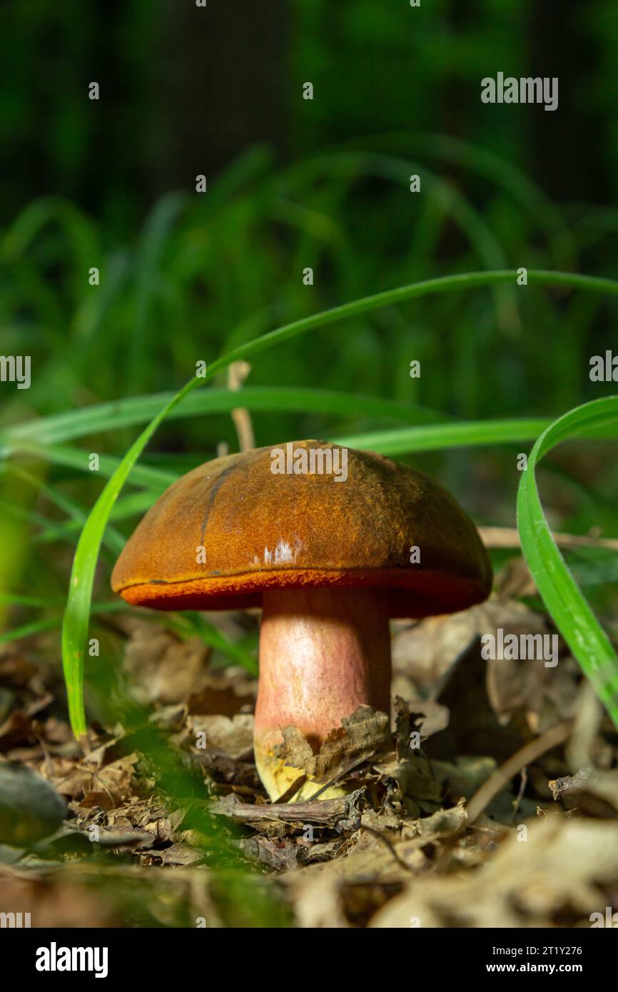 Fungus in natural environment hi-res stock photography and images - Alamy