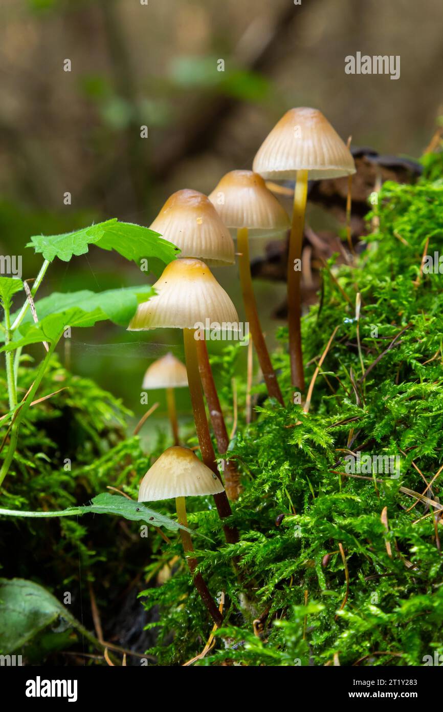 Clustered Bonnet Mycena inclinata growing on a mossy stump Stock Photo ...