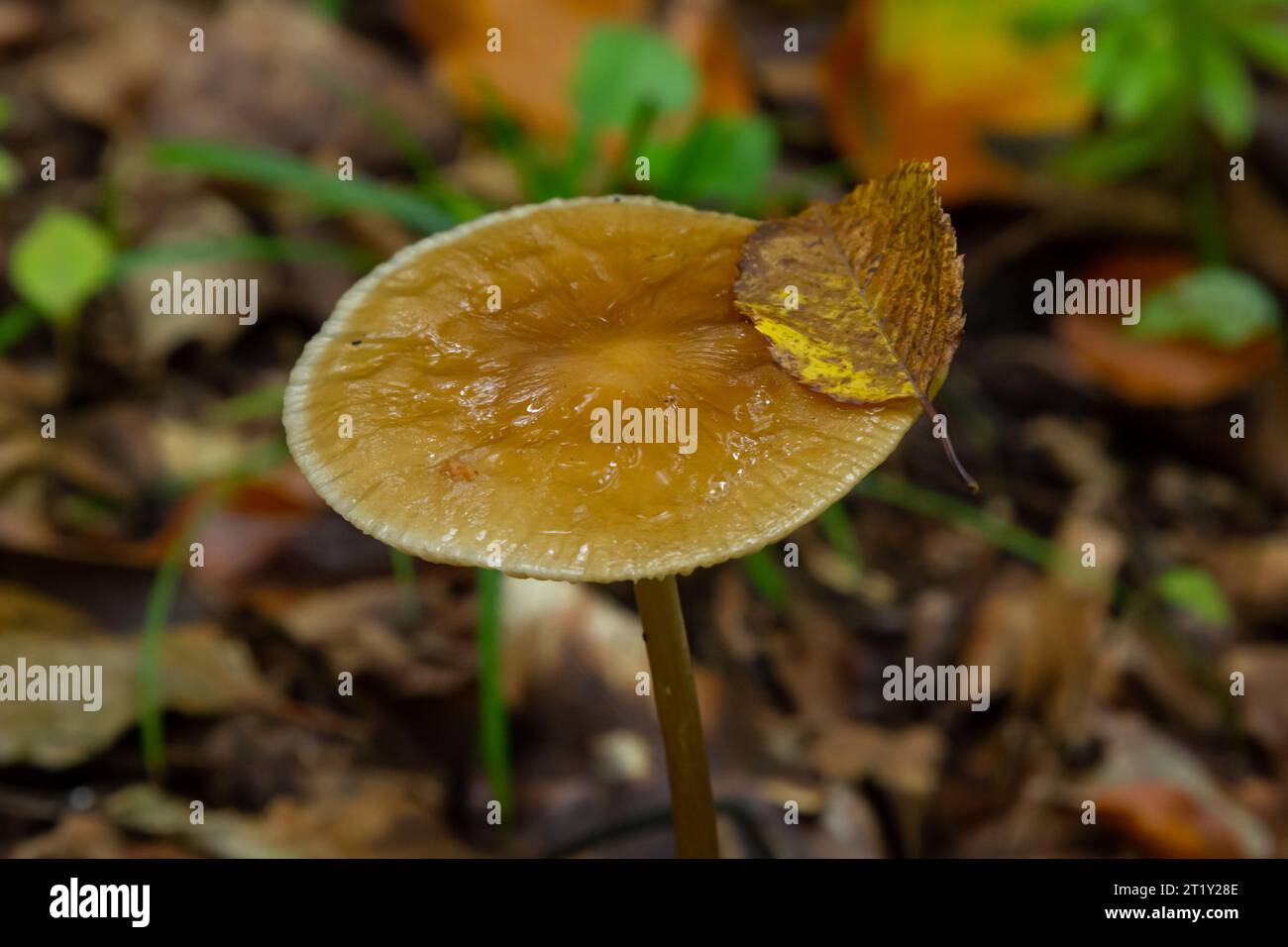 Edible mushroom Hymenopellis radicata or Xerula radicata on a mountain ...