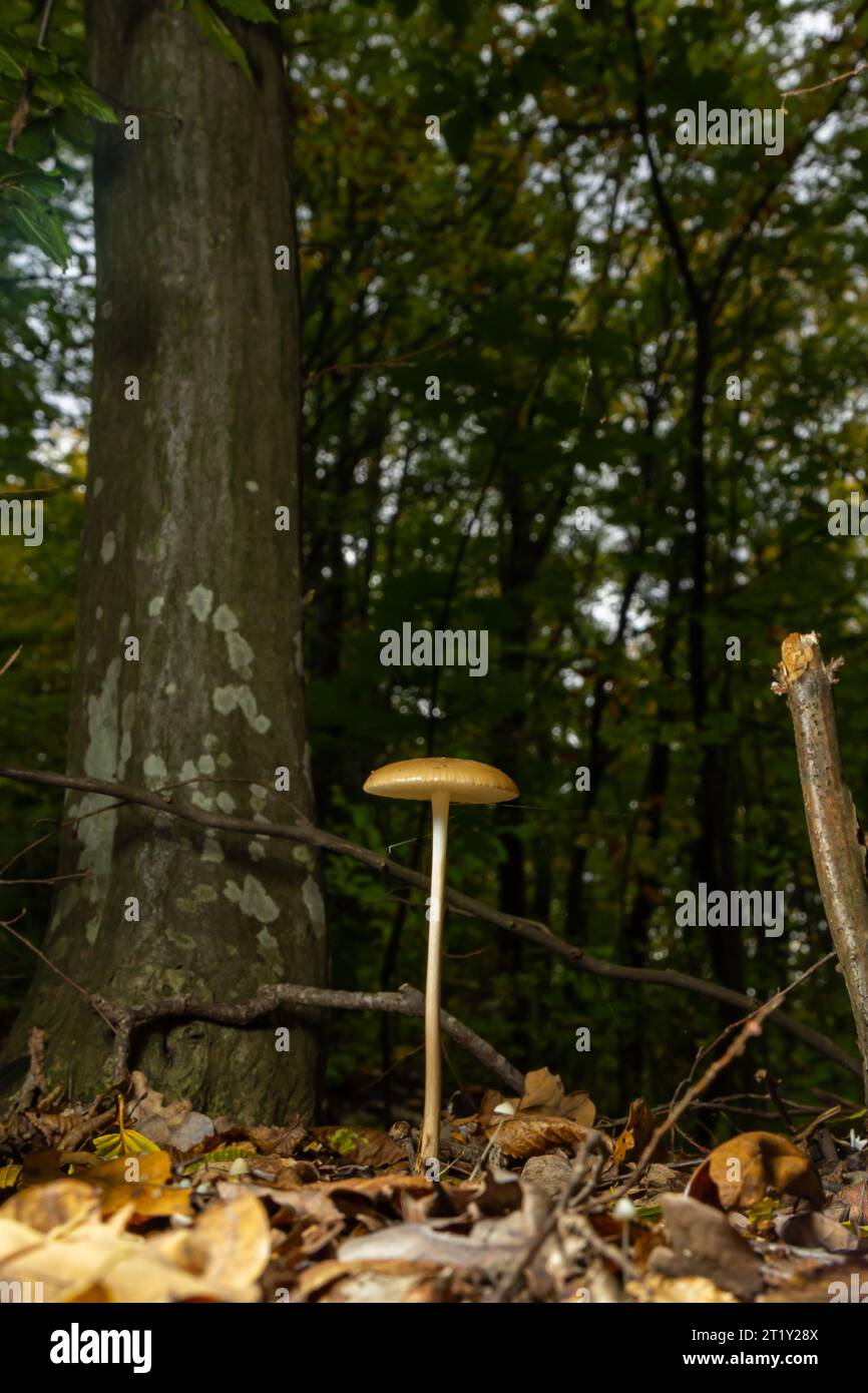 Edible mushroom Hymenopellis radicata or Xerula radicata on a mountain ...