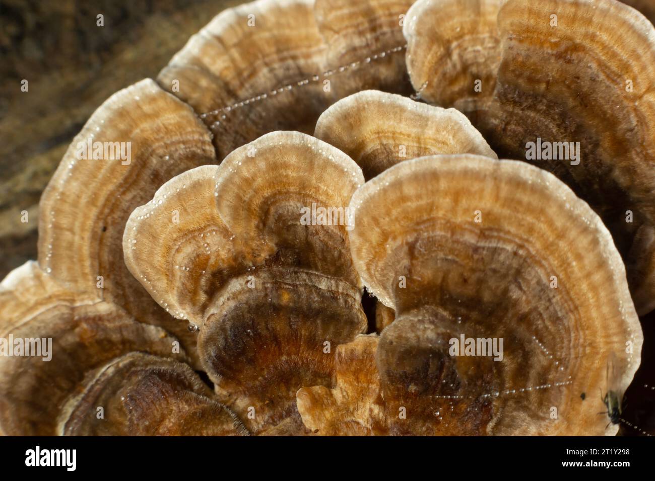 Forest big tree mushrooms hi-res stock photography and images - Alamy