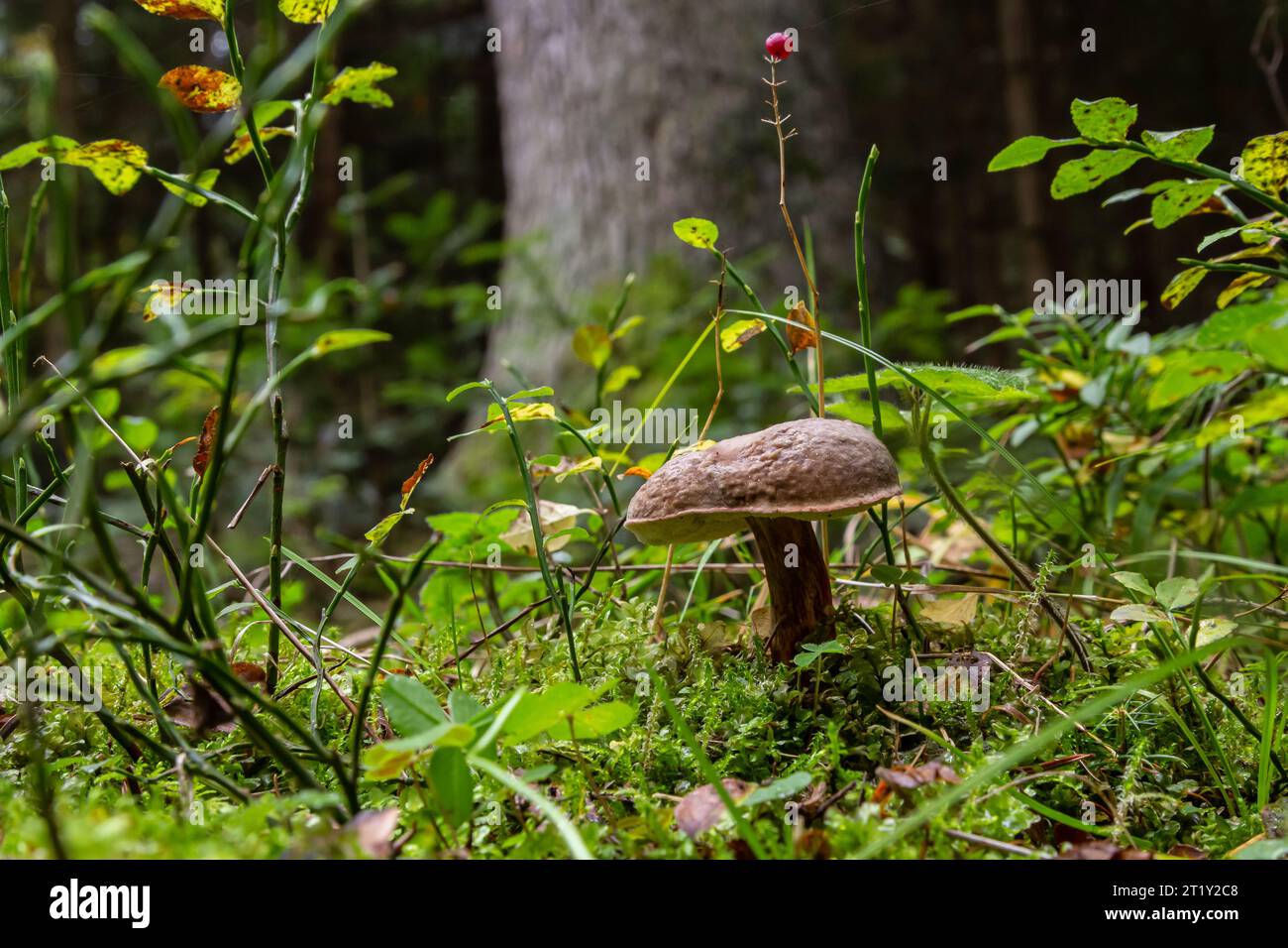 Neoboletus luridiformis known as Boletus luridiformis - edible mushroom ...