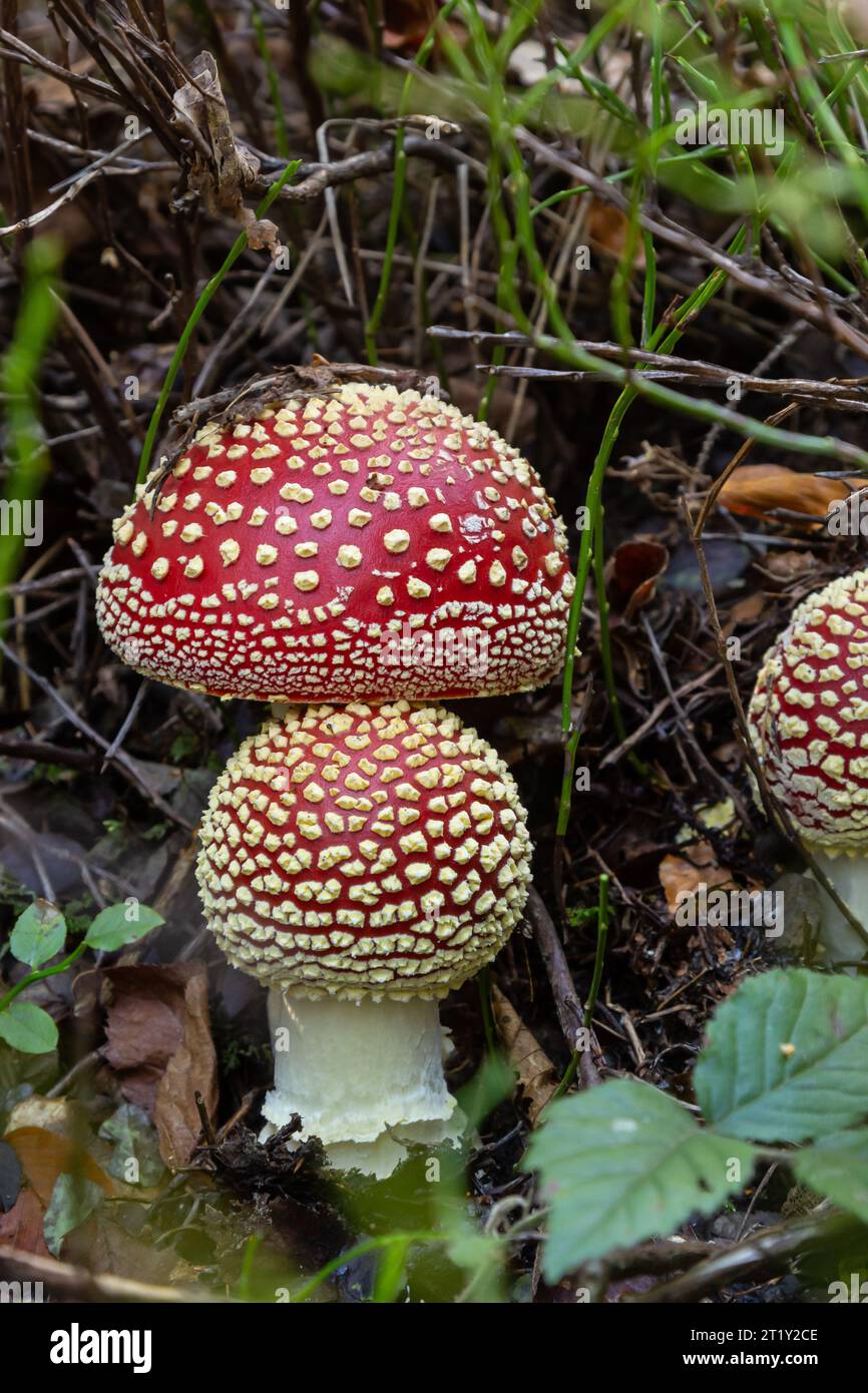 Red Wild Amanita Muscaria Mushroom. A red Amanita Muscaria mushroom ...