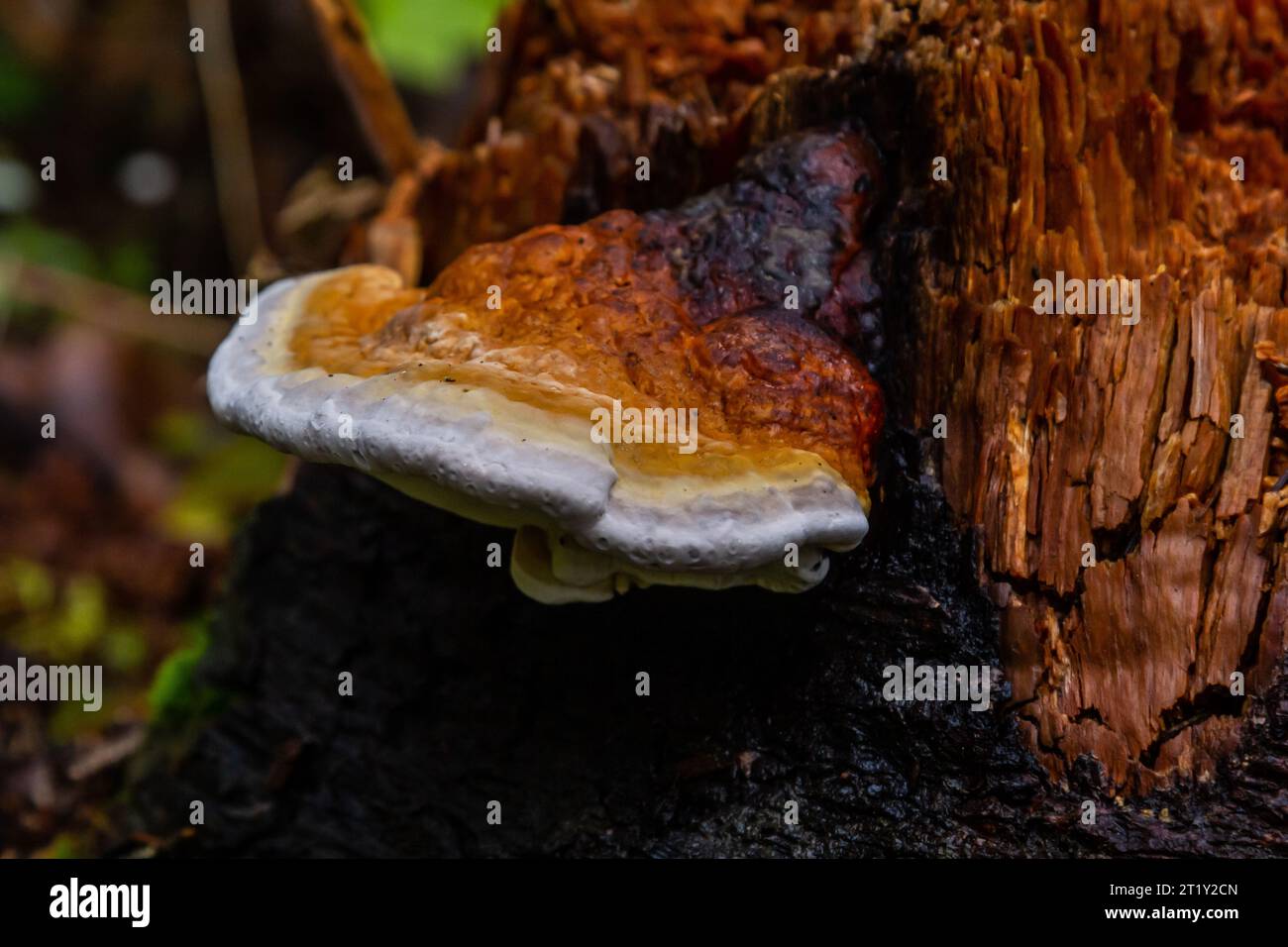 Perennial polypore hi-res stock photography and images - Alamy