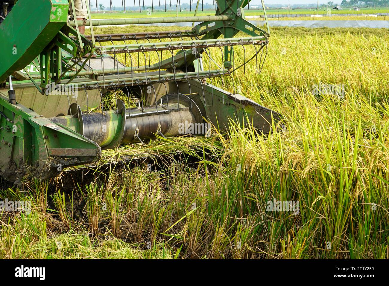 Automatic rice harvester machine is being used to harvest the fields ...