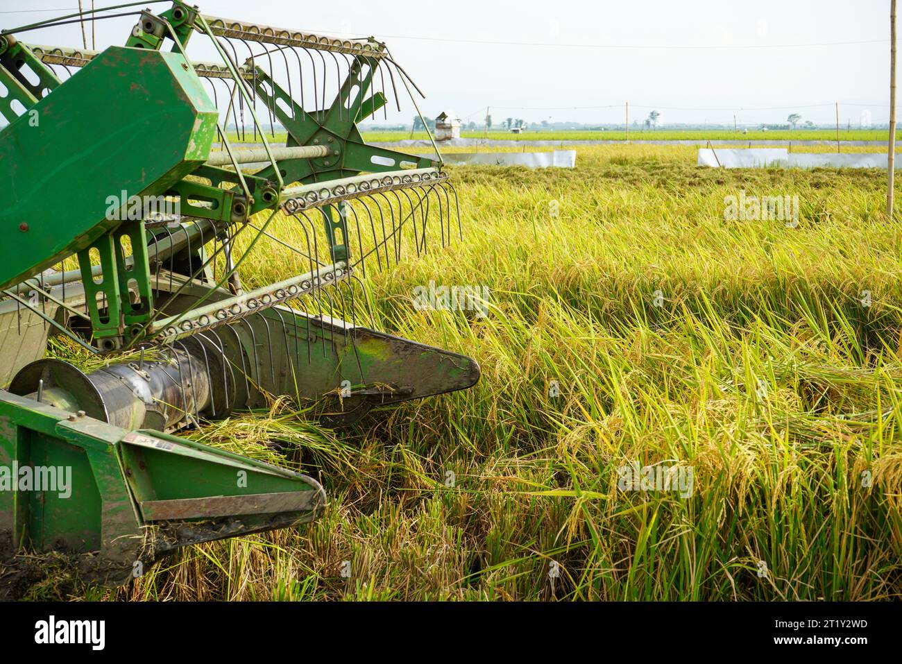 Automatic rice harvester machine is being used to harvest the fields ...
