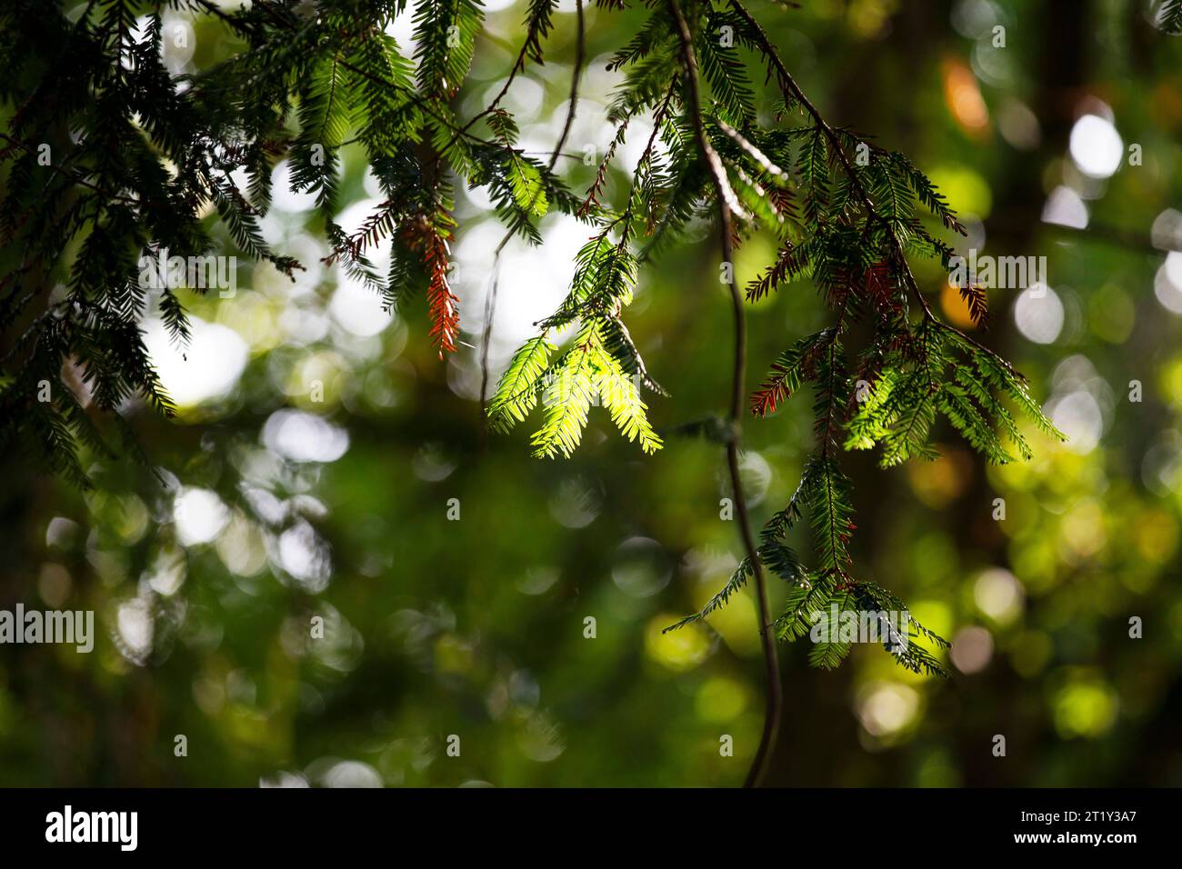 Zoomed in leaf hi-res stock photography and images - Alamy