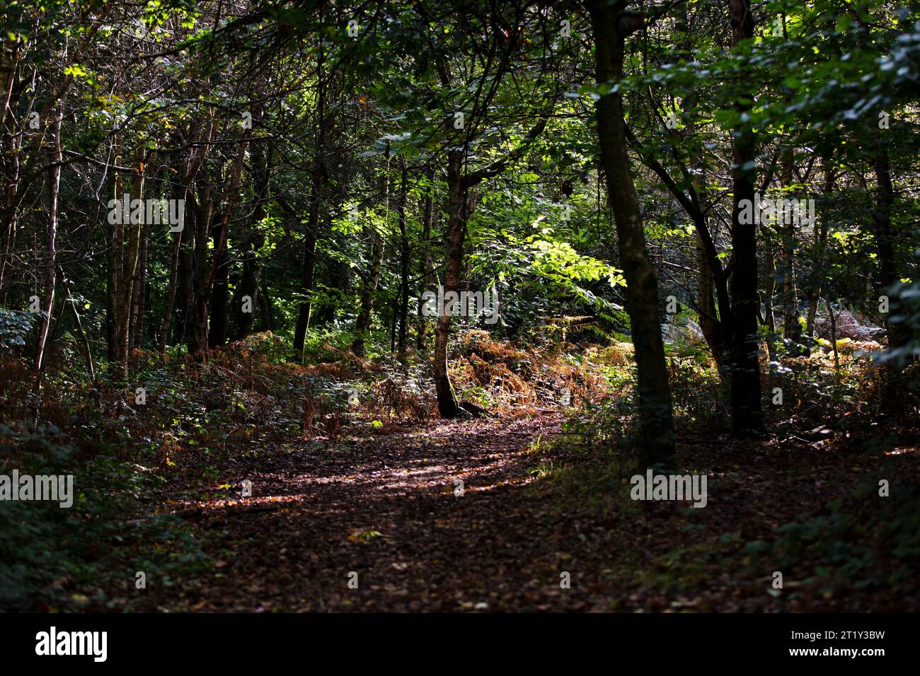 Beautiful national trust hi-res stock photography and images - Alamy