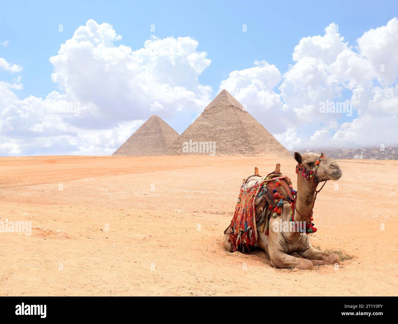 Camel lying on the sand near to pyramids, Giza, Cairo, Egypt. Famous Great Pyramids of Chephren ...