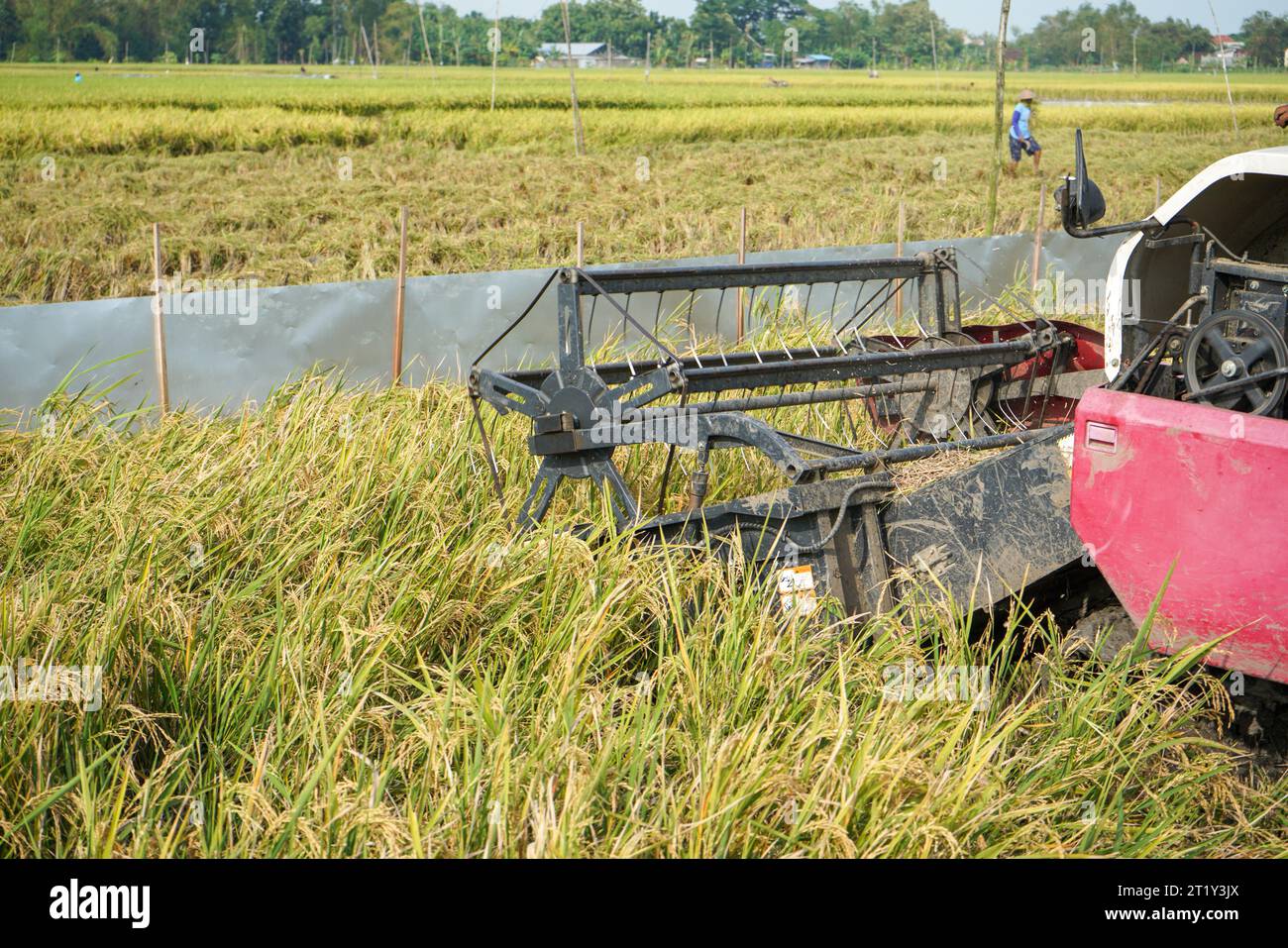 Automatic rice harvester machine is being used to harvest the fields ...