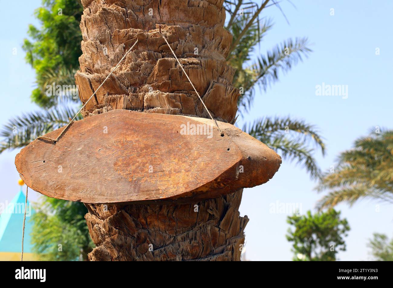 Palm tree with a wooden sign on it. Old wood tablet on the trunk of a ...