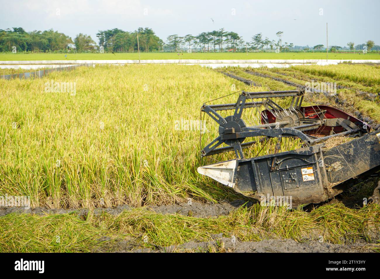 Automatic rice harvester machine is being used to harvest the fields ...