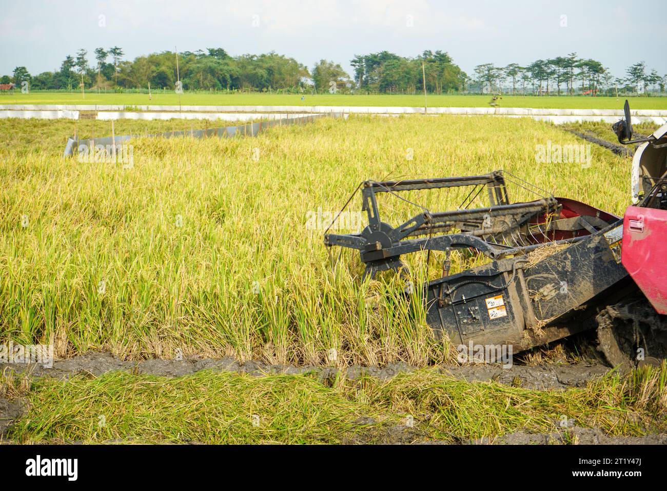 Automatic rice harvester machine is being used to harvest the fields ...