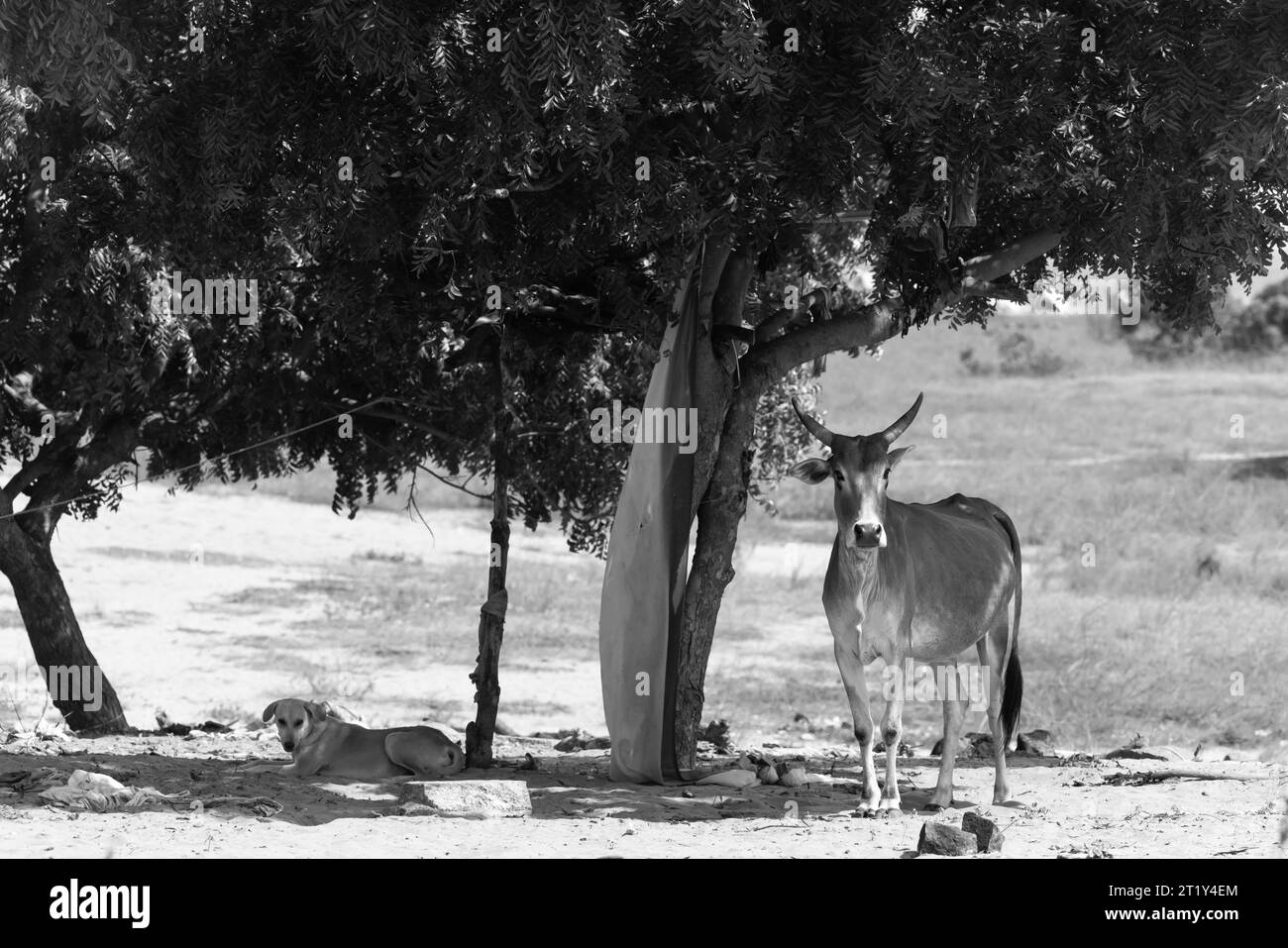 A dog and a donkey stand under a big tree in India Stock Photo - Alamy