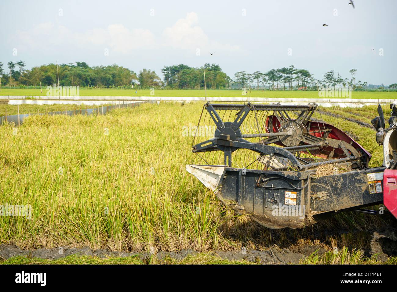 Automatic rice harvester machine is being used to harvest the fields ...