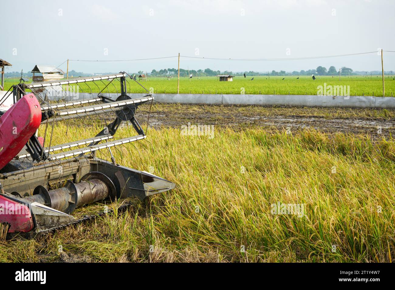 Automatic rice harvester machine is being used to harvest the fields ...