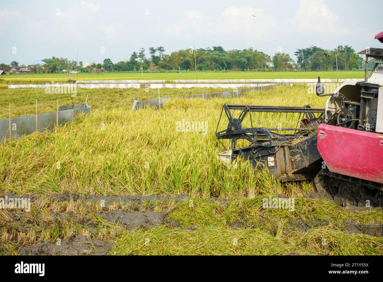 Automatic rice harvester machine is being used to harvest the fields ...