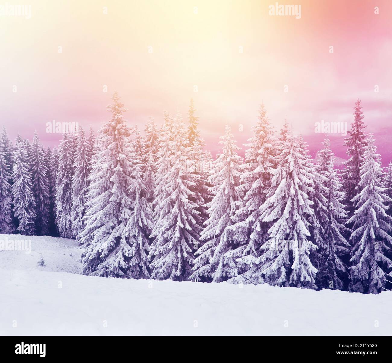 Majestic winter trees glowing by sunlight. Dramatic wintry scene ...