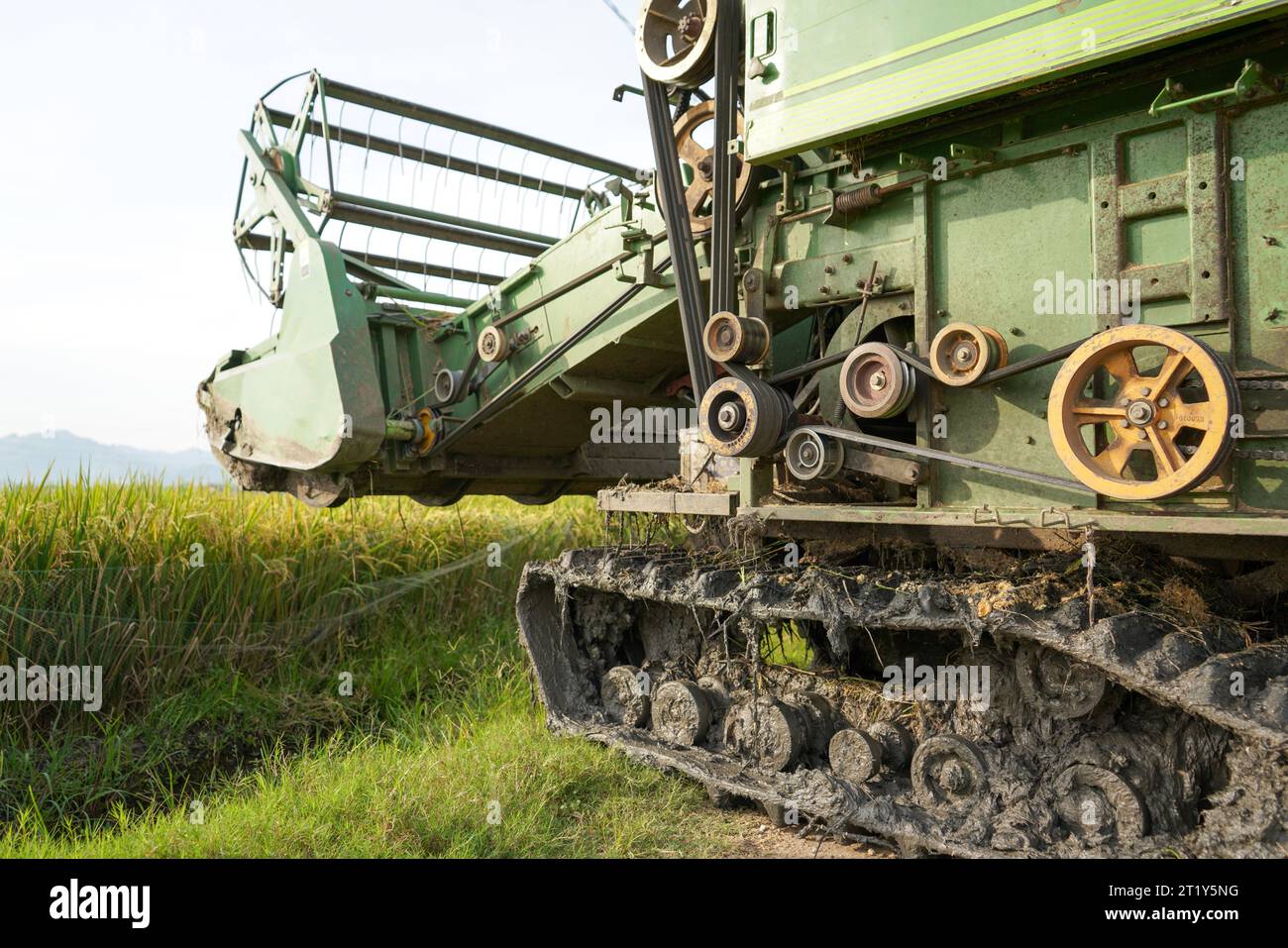 Automatic rice harvester machine is being used to harvest the fields ...