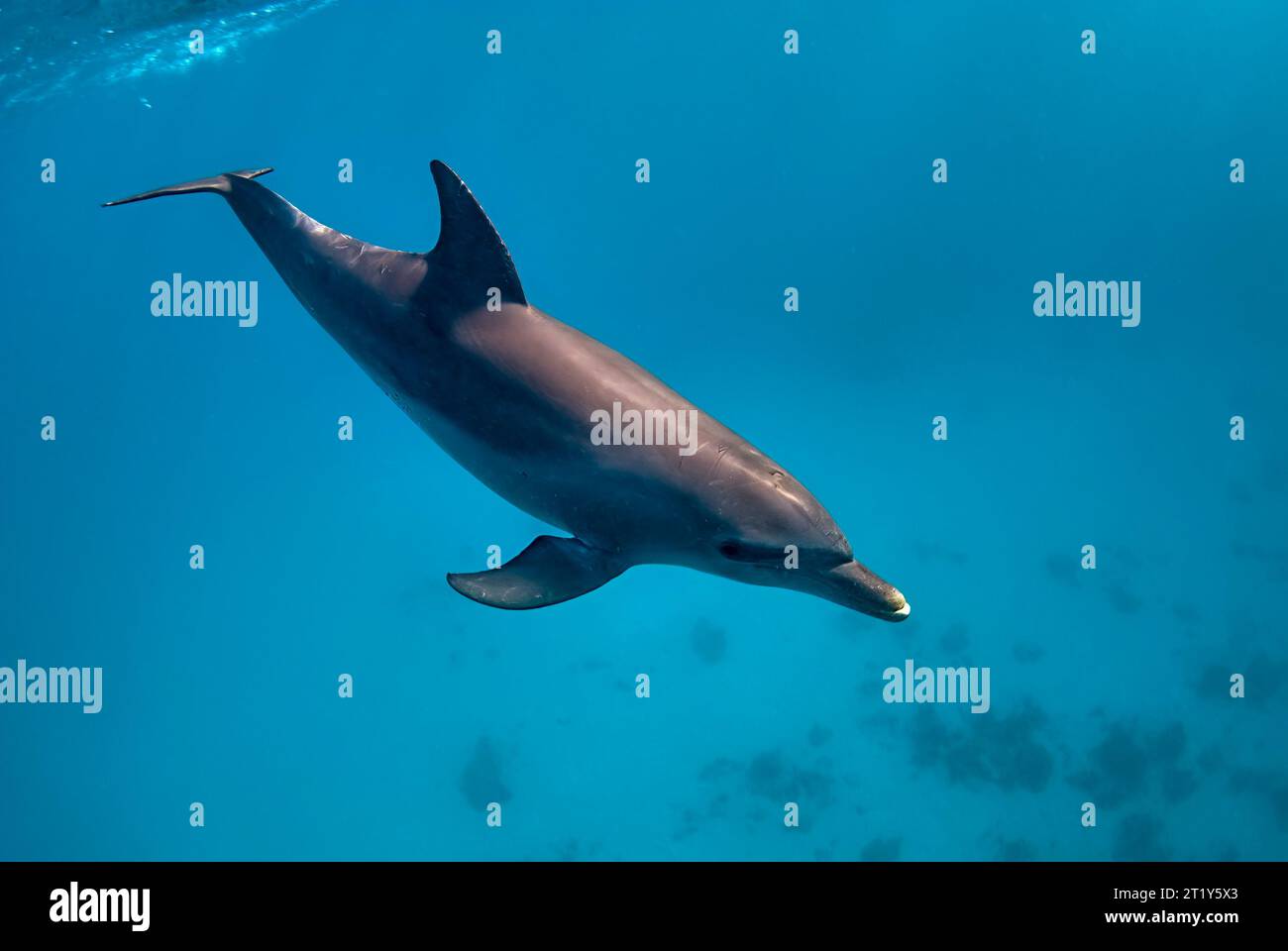 Indo-Pacific bottlenose dolphin (Tursiops aduncus) swimming underwater ...