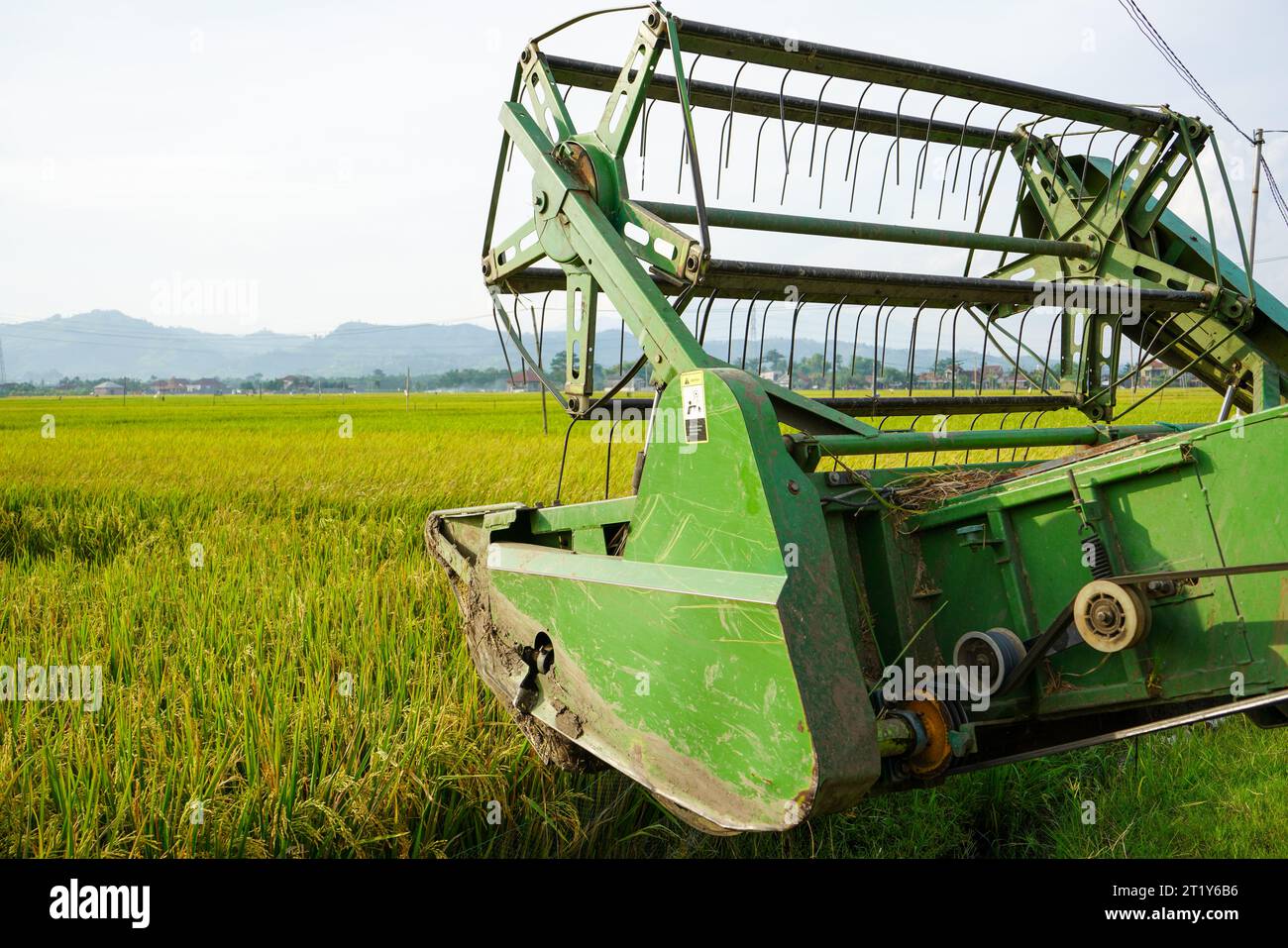 Automatic rice harvester machine is being used to harvest the fields ...