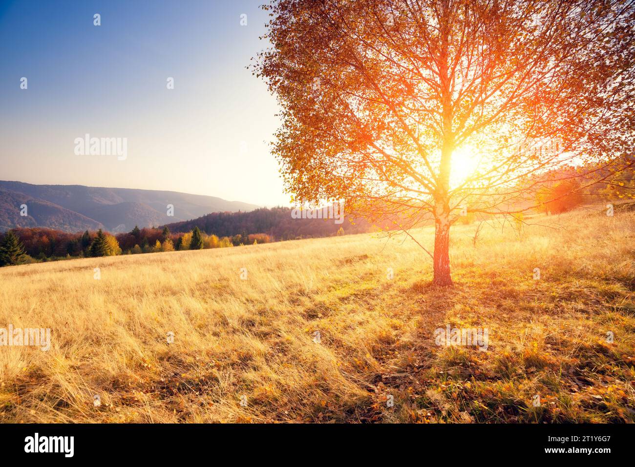 Birch tree on mountain slope hi-res stock photography and images - Alamy