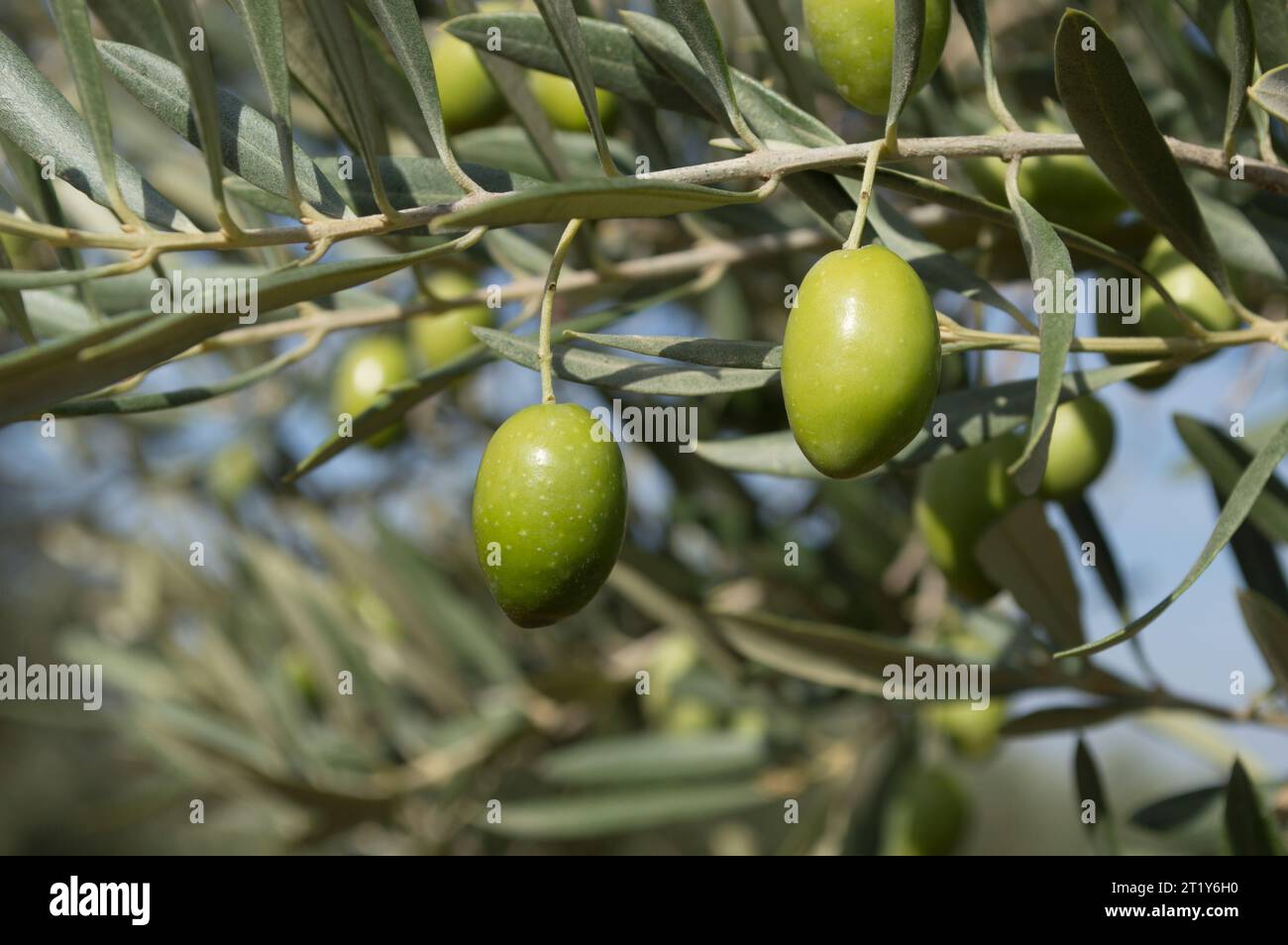 Aceitunas de fruta hi-res stock photography and images - Alamy