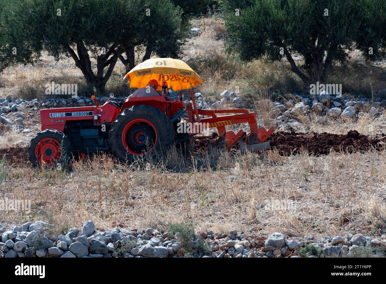 Malia, Crete, Greece, Europe. 27.09.2023. Farmer driving a red tractor ...
