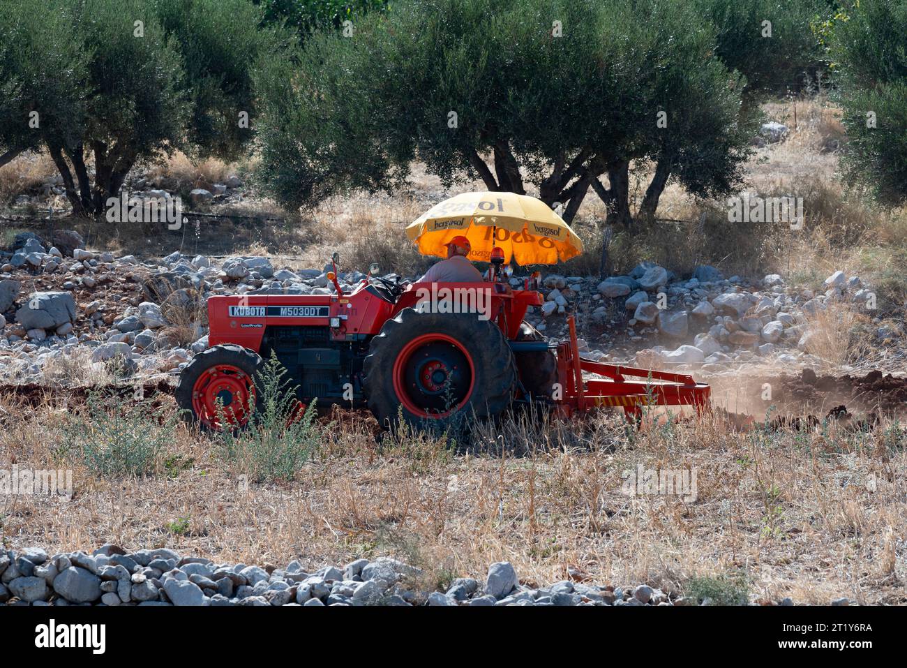 Malia, Crete, Greece, Europe. 27.09.2023. Farmer driving a red tractor ...