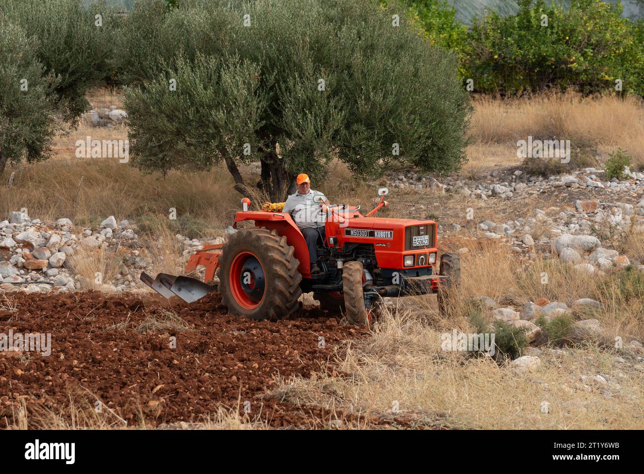 Malia, Crete, Greece, Europe. 27.09.2023. Farmer driving a red tractor ...