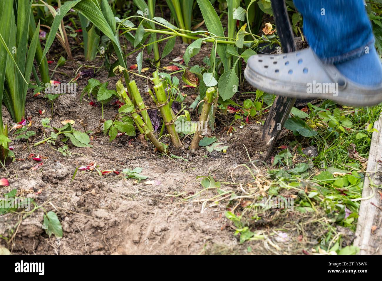 dahlia tubers just lifted for overwintering Stock Photo - Alamy