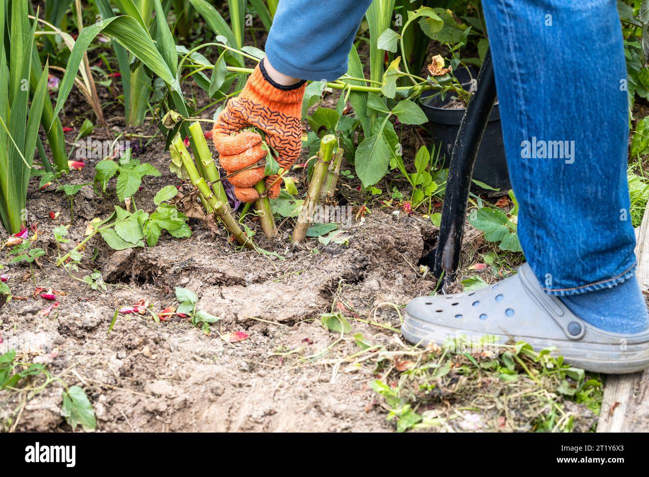 dahlia tubers just lifted for overwintering Stock Photo - Alamy