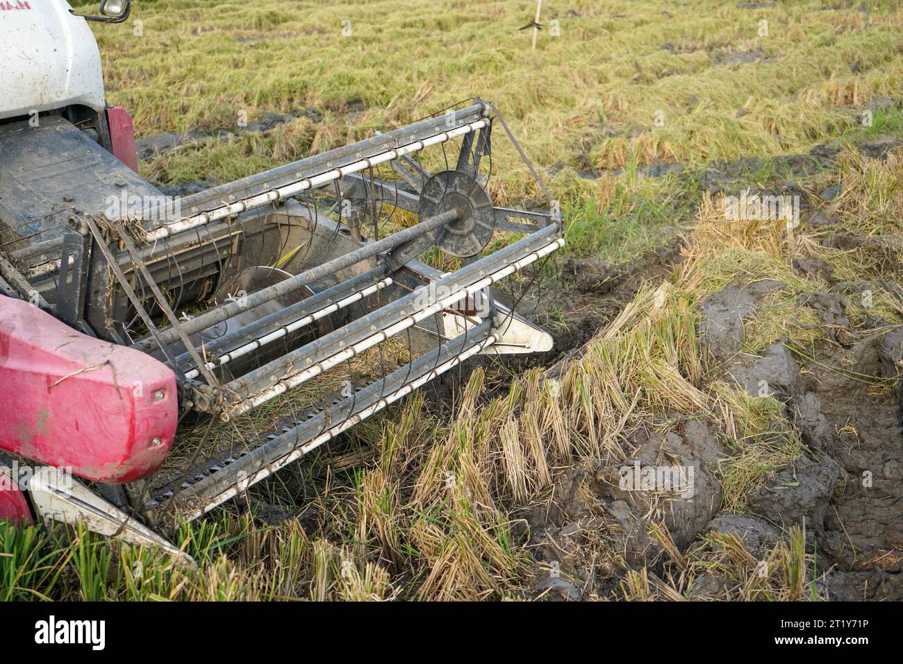 Automatic rice harvester machine is being used to harvest the fields ...