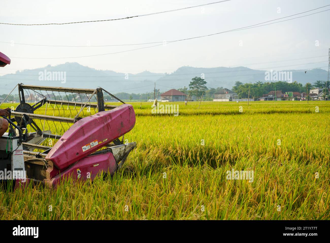 Automatic rice harvester machine is being used to harvest the fields ...