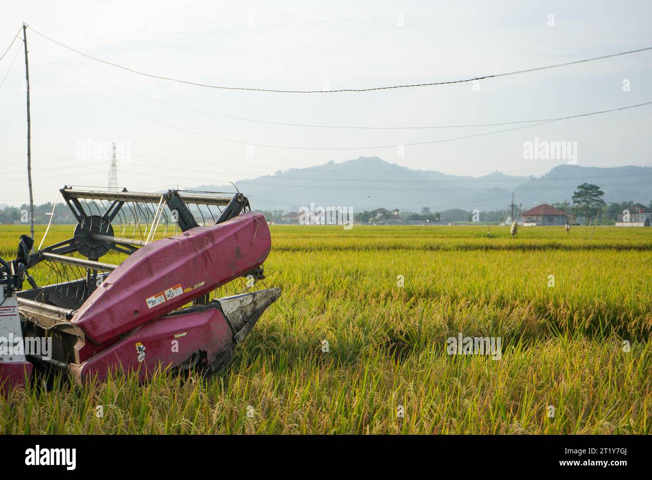Automatic rice harvester machine is being used to harvest the fields ... Automatic rice harvester machine is being used to harvest the fields ...