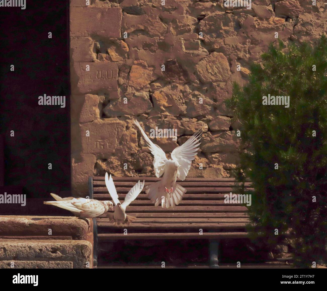 Three white doves spread their wings while landing on a wooden bench at ...