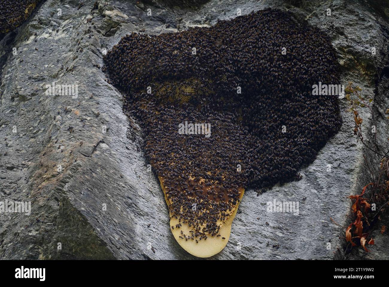 Sindhupalchowk, Nepal. 5th June, 2023. A swarm of wild bees is seen on ...
