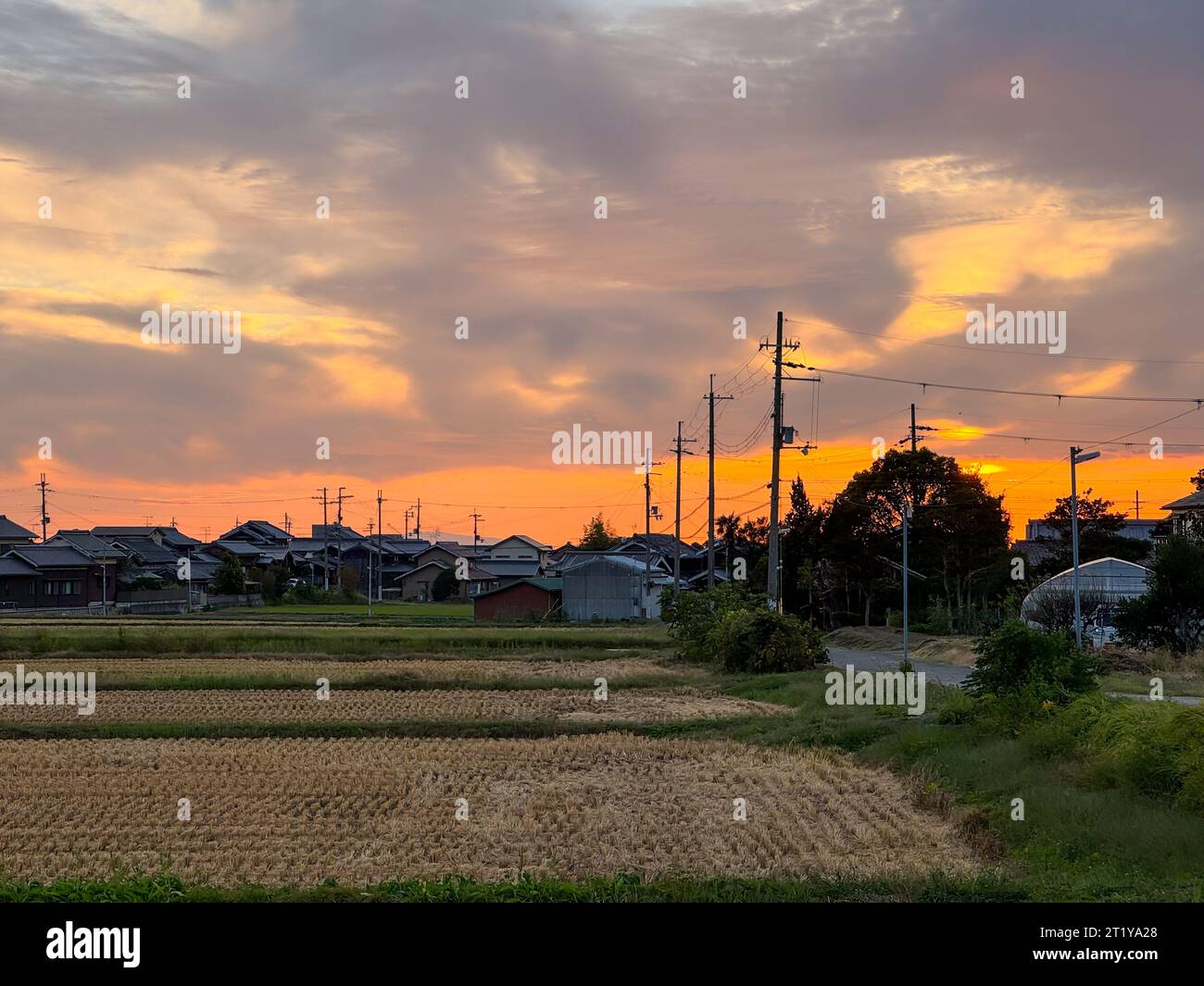 Sunset on rural Japanese village and dry harvested rice field in fall ...
