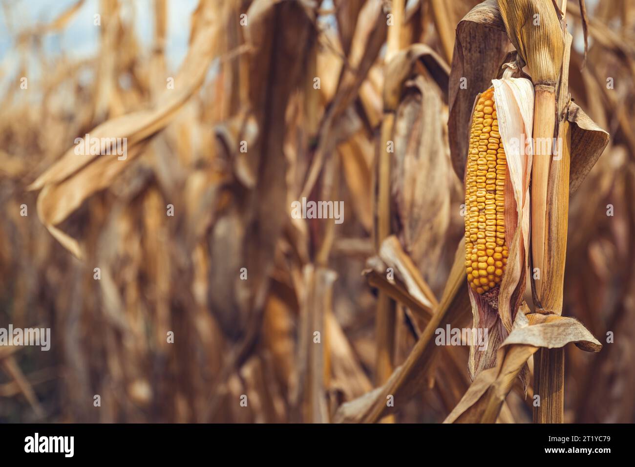 Ripe corn for harvest, yellow ear of corn with dry grains on stalk in ...