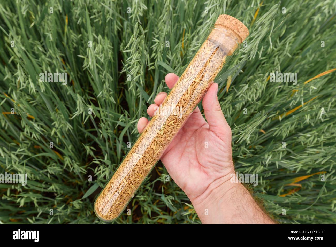 Farm worker and agronomist holding a plastic tube with harvest oat crop ...