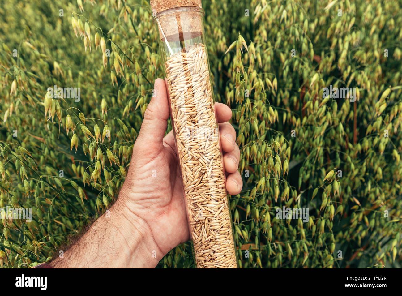 Farm worker and agronomist holding a plastic tube with harvest oat crop ...