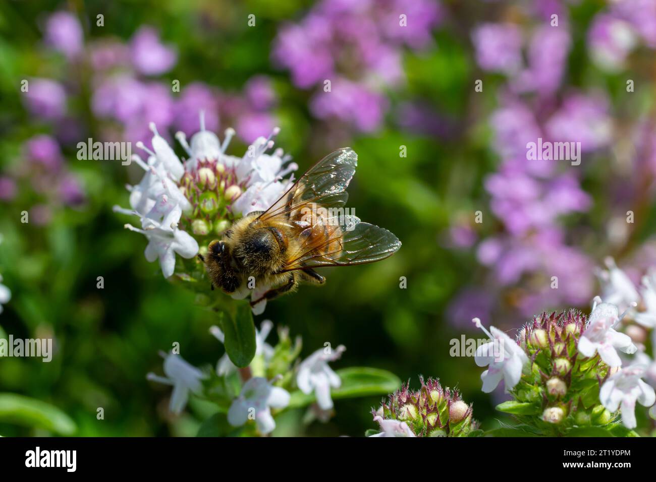 A bee collects pollen near a flower. A bee flies over a flower in a ...