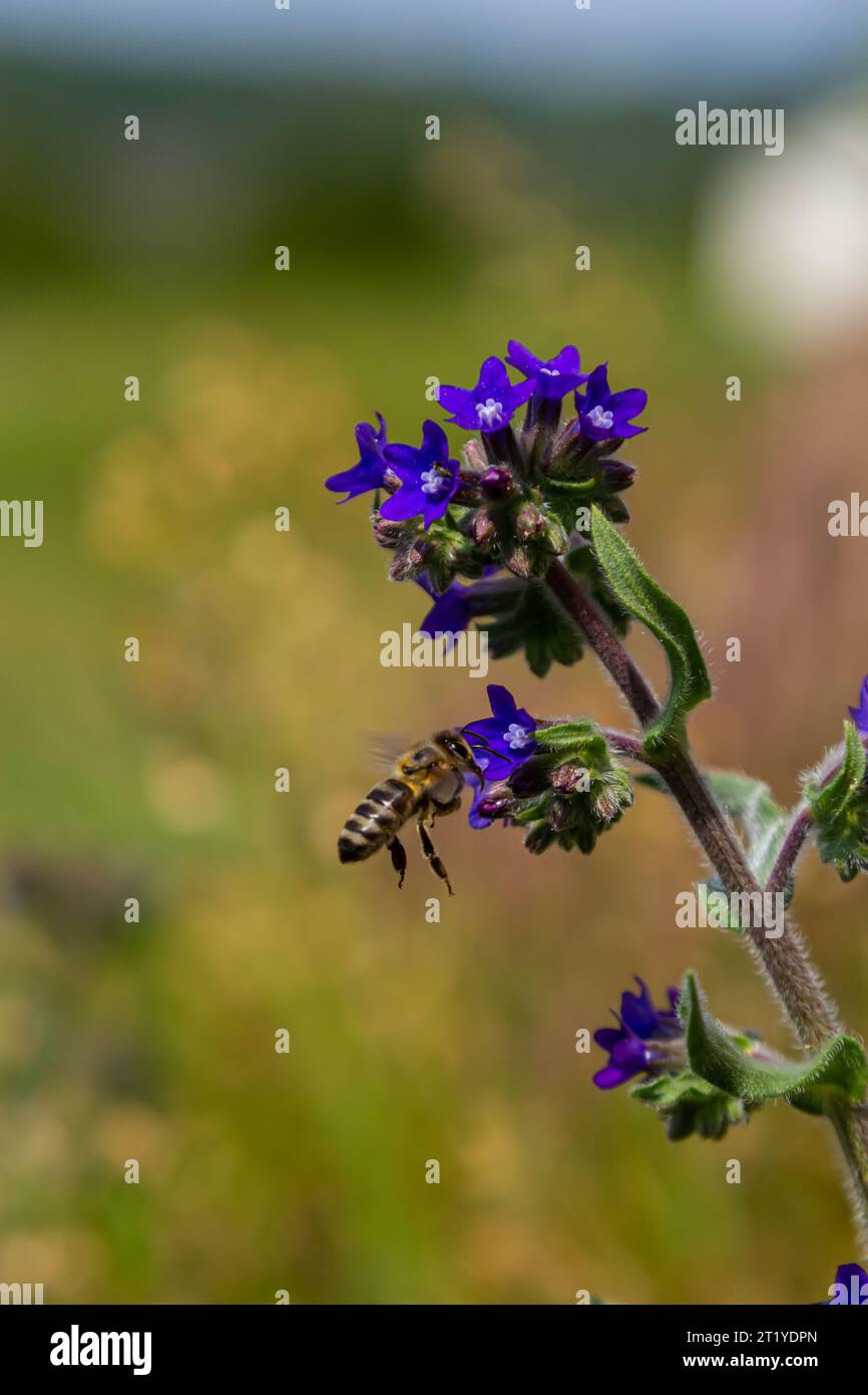 A bee collects pollen near a flower. A bee flies over a flower in a ...