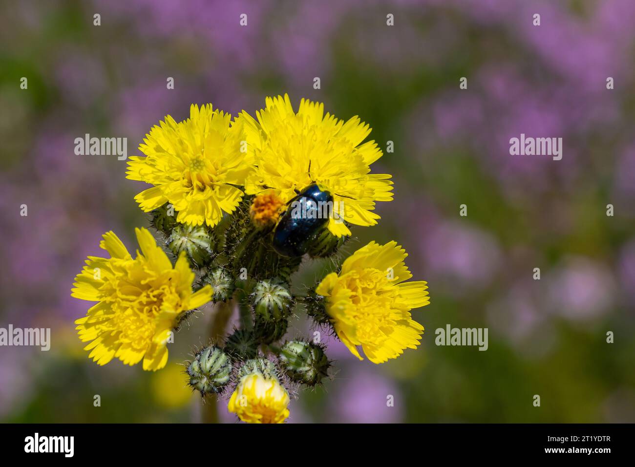 Closeup shot of a altica flea beetle at the edge of a green leaf Stock ...