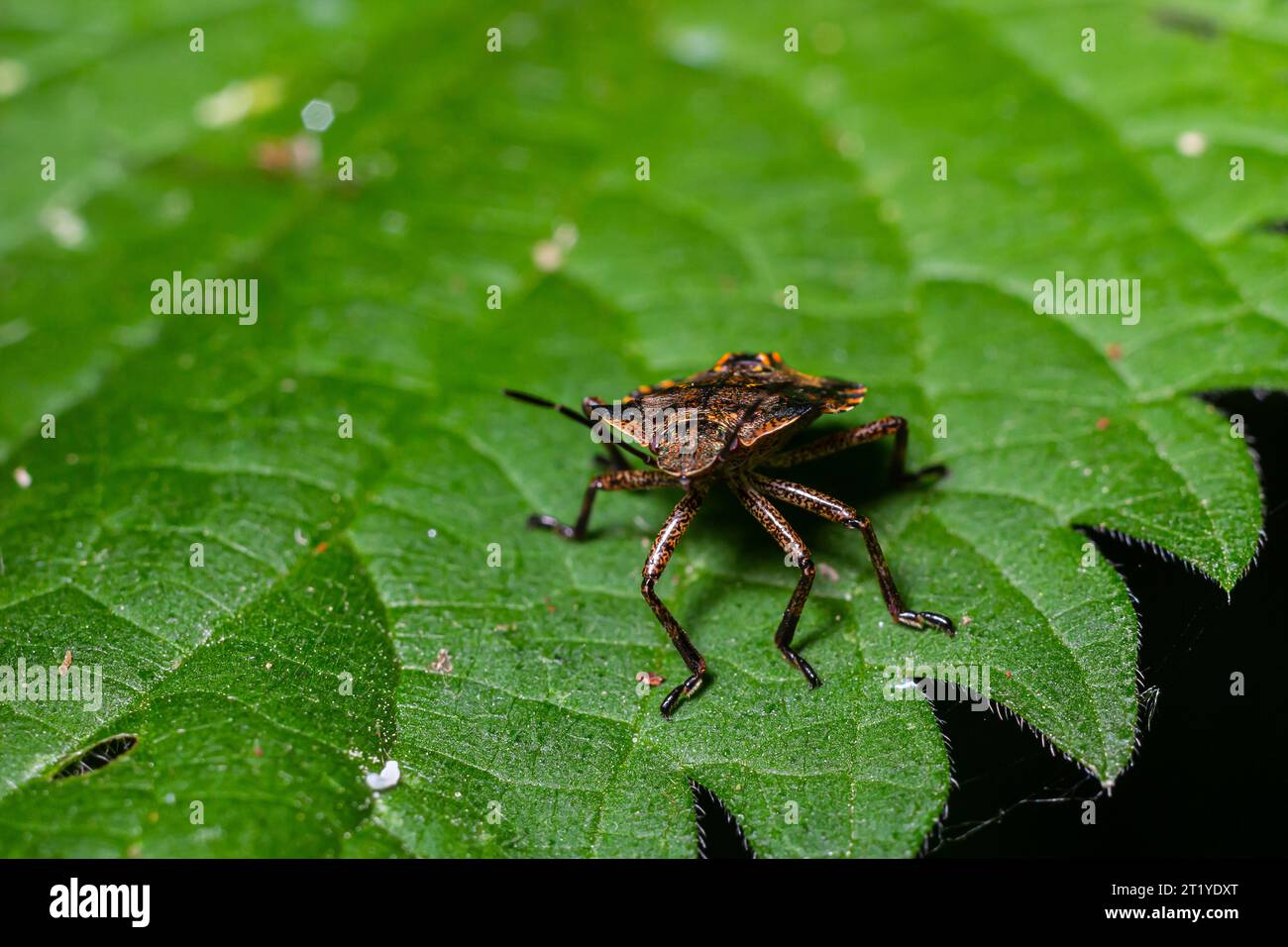 A closeup shot of a brown forest bug or red-legged shieldbug on a green ...