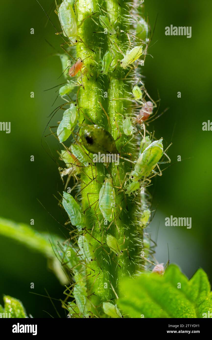 Aphid Life Cycle