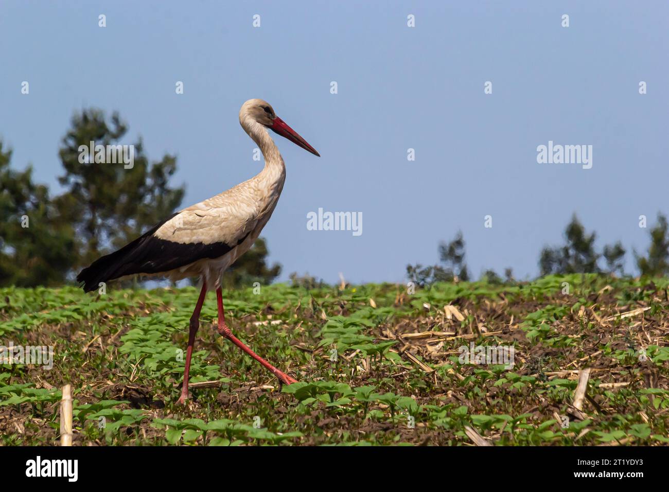 White stork, Ciconia ciconia bird is hunting on grassy swamp Stock ...