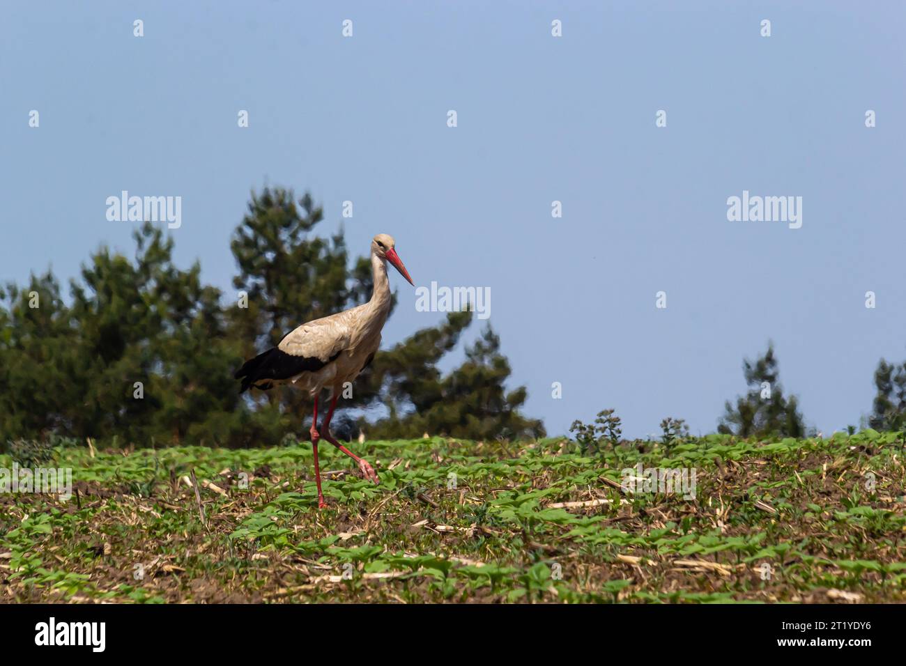 White stork, Ciconia ciconia bird is hunting on grassy swamp Stock ...