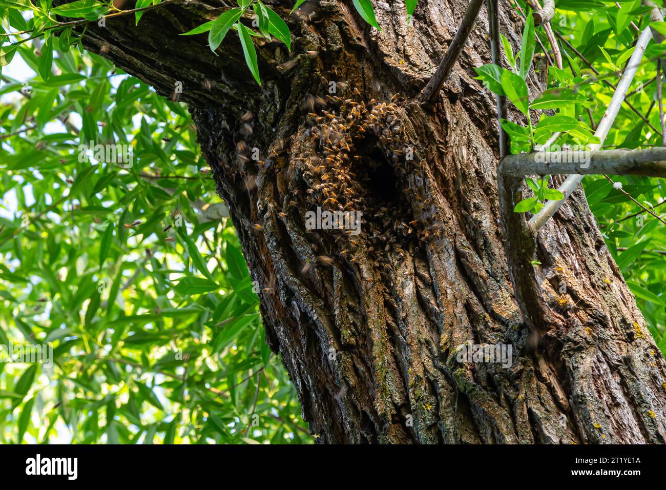 A hollow in a tree used by honey bees as a hive Stock Photo - Alamy